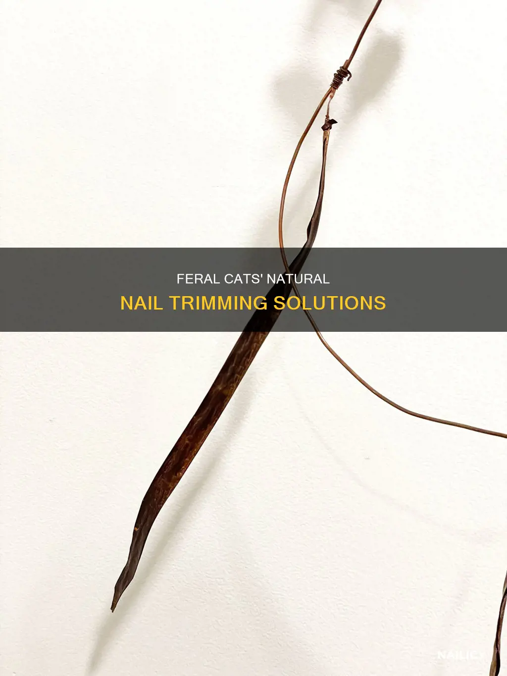 Feral Cats' Natural Nail Trimming Solutions | Nailicy
