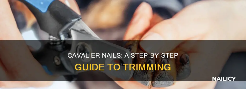 Cavalier Nails: A Step-By-Step Guide To Trimming | Nailicy