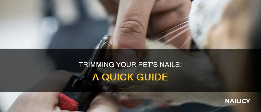 Trimming Your Pet's Nails: A Quick Guide | Nailicy