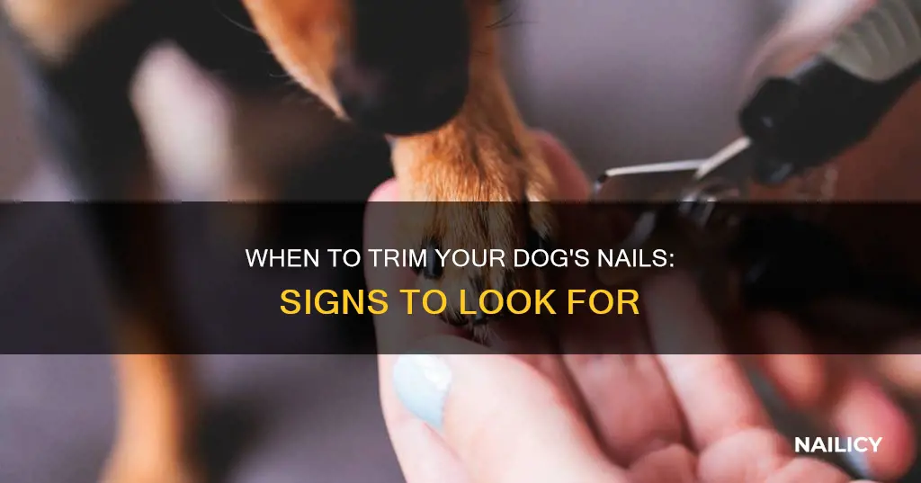 When To Trim Your Dog's Nails: Signs To Look For | Nailicy