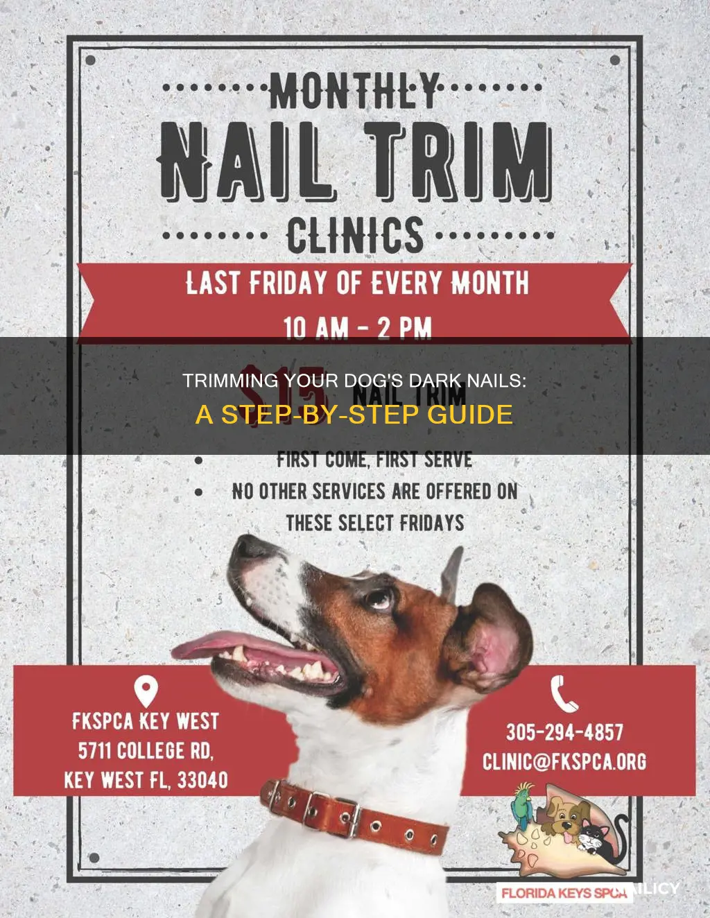 Trimming Your Dog's Dark Nails: A Step-By-Step Guide | Nailicy