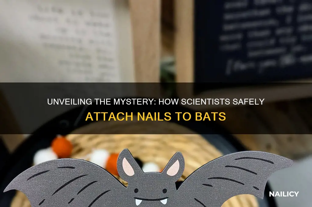 Unveiling The Mystery: How Scientists Safely Attach Nails To Bats | Nailicy
