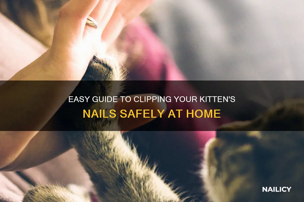 Easy Guide To Clipping Your Kitten's Nails Safely At Home | Nailicy
