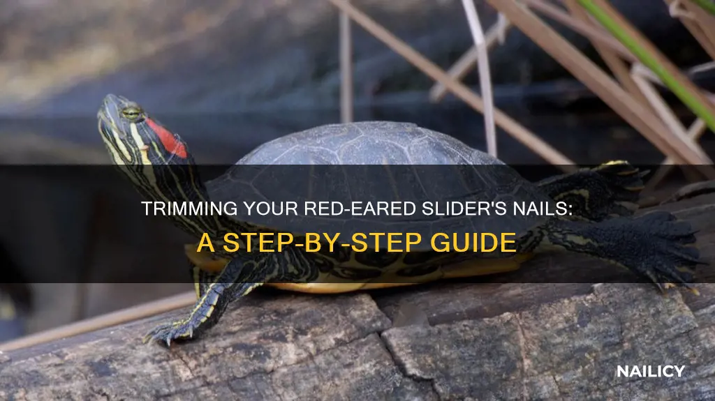 Trimming Your Red-Eared Slider's Nails: A Step-By-Step Guide | Nailicy