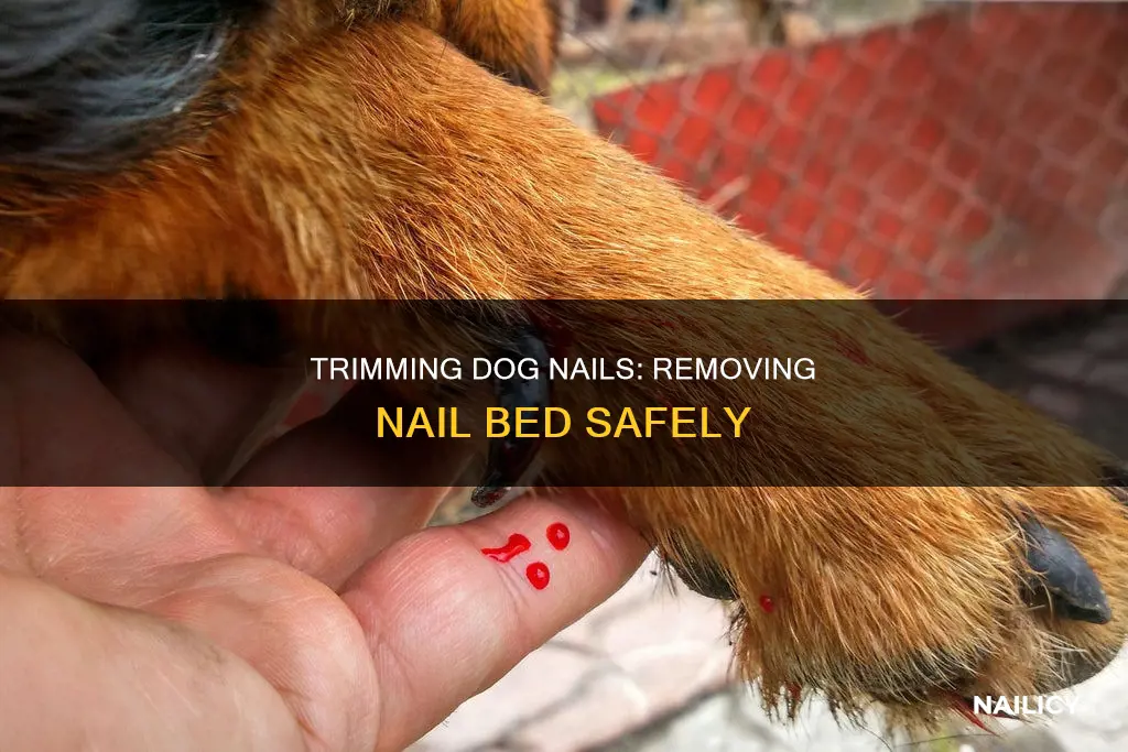 Trimming Dog Nails: Removing Nail Bed Safely | Nailicy