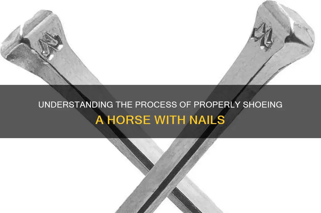 Understanding The Process Of Properly Shoeing A Horse With Nails | Nailicy