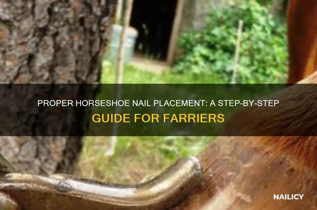 Proper Horseshoe Nail Placement: A Step-By-Step Guide For Farriers ...