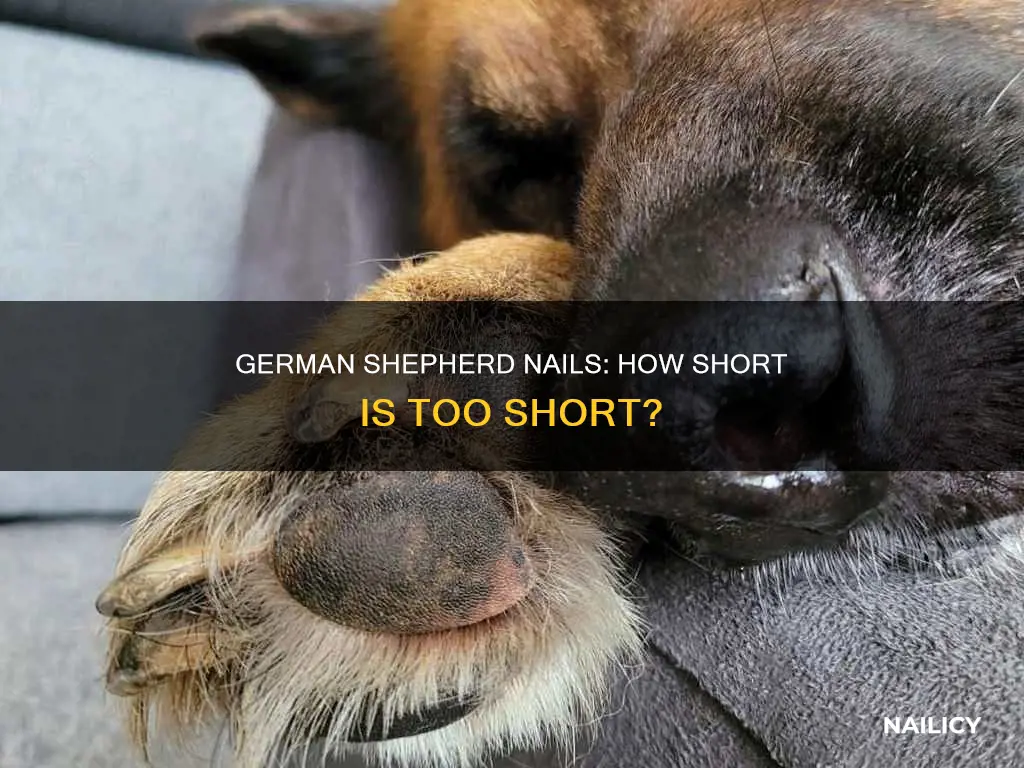 German Shepherd Nails: How Short Is Too Short? | Nailicy