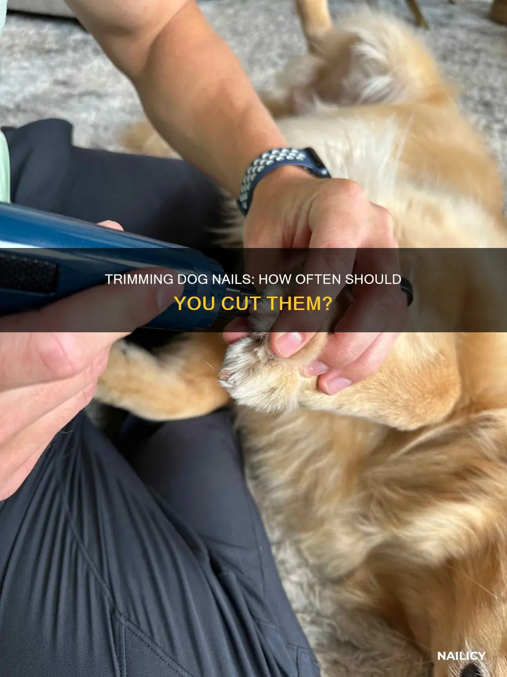 Trimming Dog Nails: How Often Should You Cut Them? | Nailicy