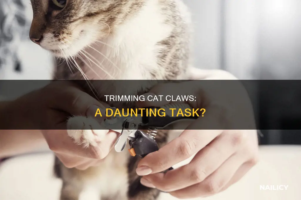 Trimming Cat Claws: A Daunting Task? | Nailicy