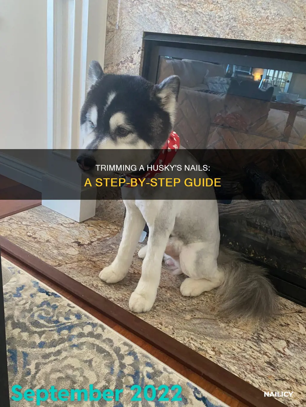 Trimming A Husky's Nails: A Step-By-Step Guide | Nailicy