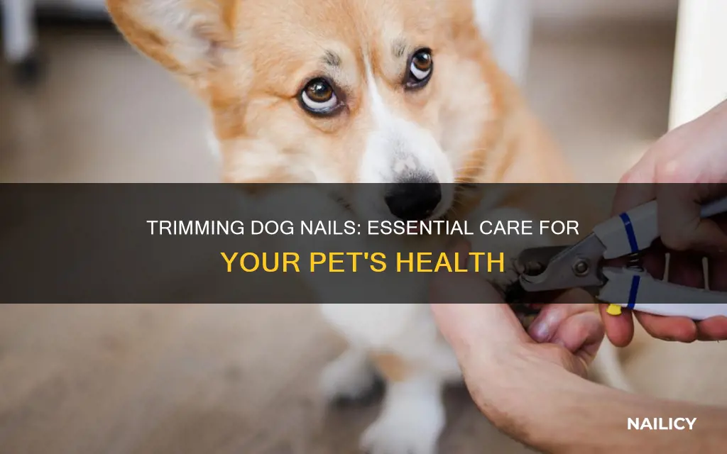 Trimming Dog Nails: Essential Care For Your Pet's Health | Nailicy