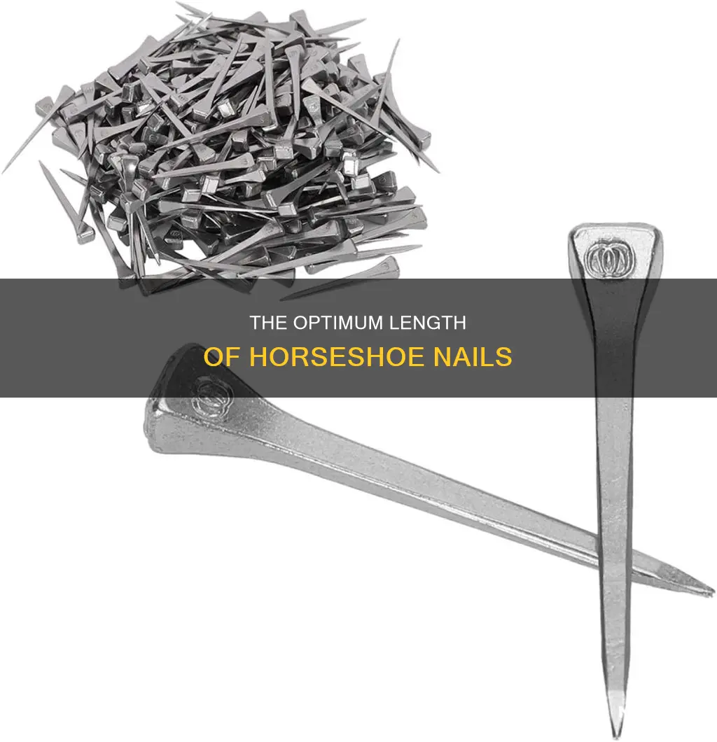 The Optimum Length Of Horseshoe Nails | Nailicy