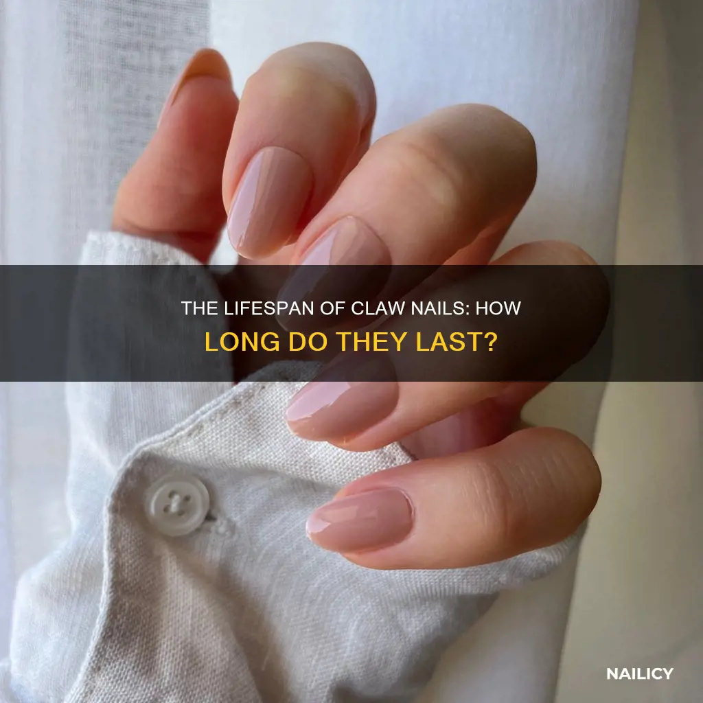 The Lifespan Of Claw Nails: How Long Do They Last? | Nailicy