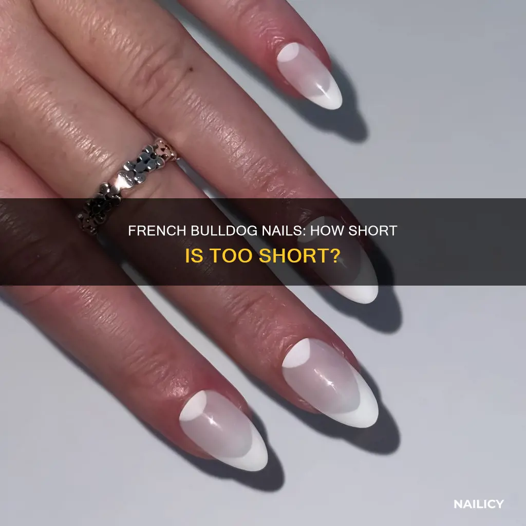 French Bulldog Nails: How Short Is Too Short? | Nailicy