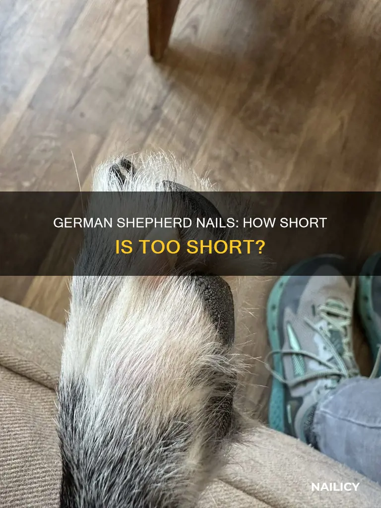 German Shepherd Nails: How Short Is Too Short? | Nailicy