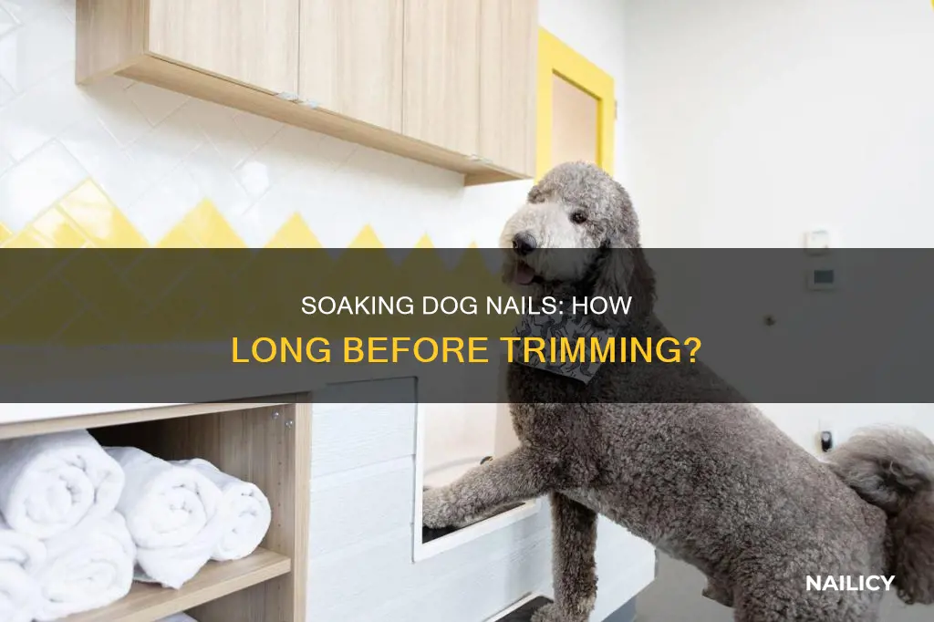 Soaking Dog Nails: How Long Before Trimming? | Nailicy
