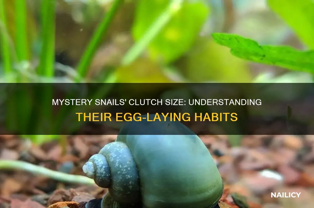 Mystery Snails' Clutch Size: Understanding Their Egg-Laying Habits ...