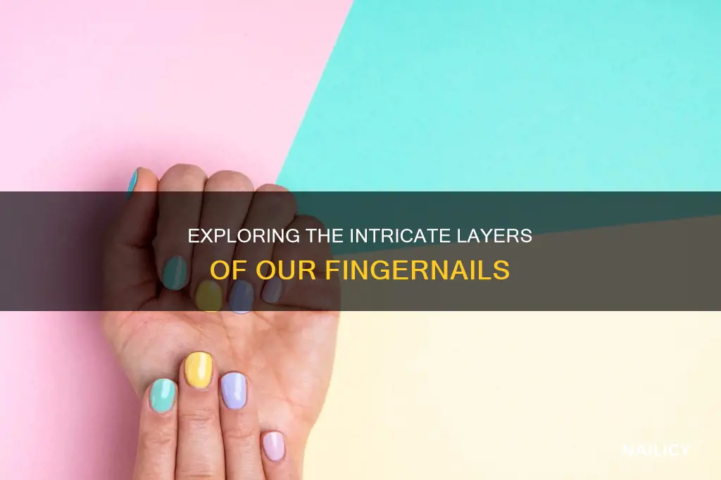 Exploring The Intricate Layers Of Our Fingernails | Nailicy