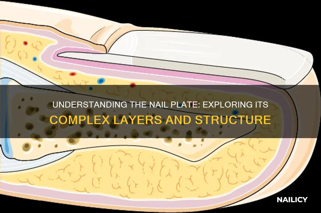 Understanding The Nail Plate: Exploring Its Complex Layers And ...