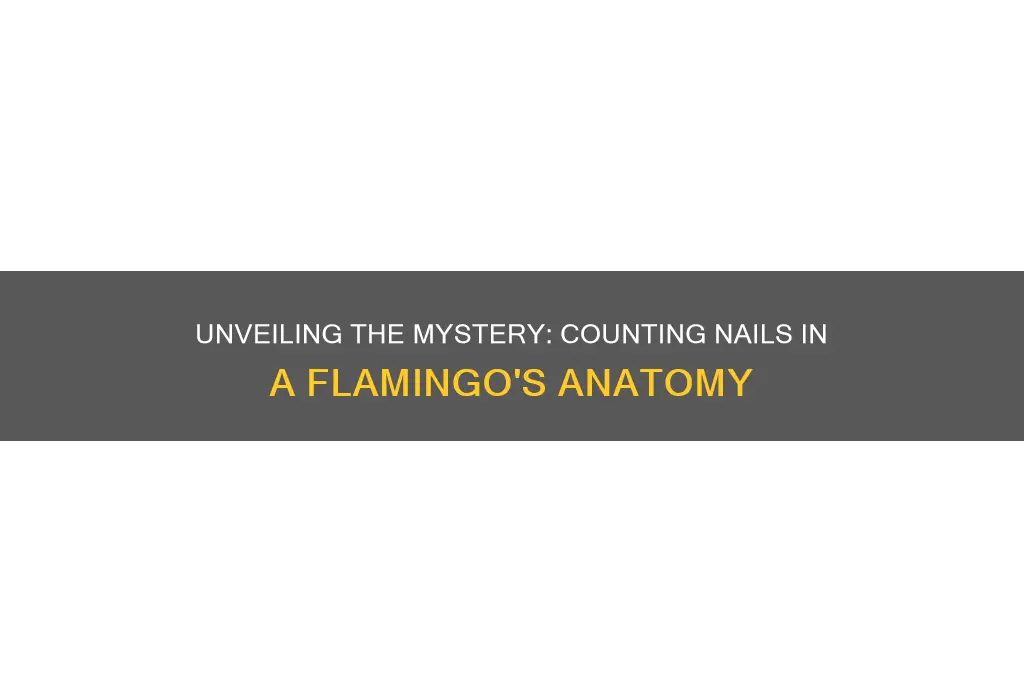 Unveiling The Mystery: Counting Nails In A Flamingo's Anatomy | Nailicy