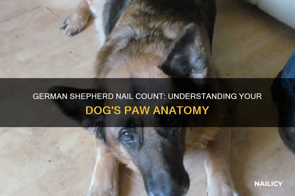German Shepherd Nail Count: Understanding Your Dog's Paw Anatomy | Nailicy