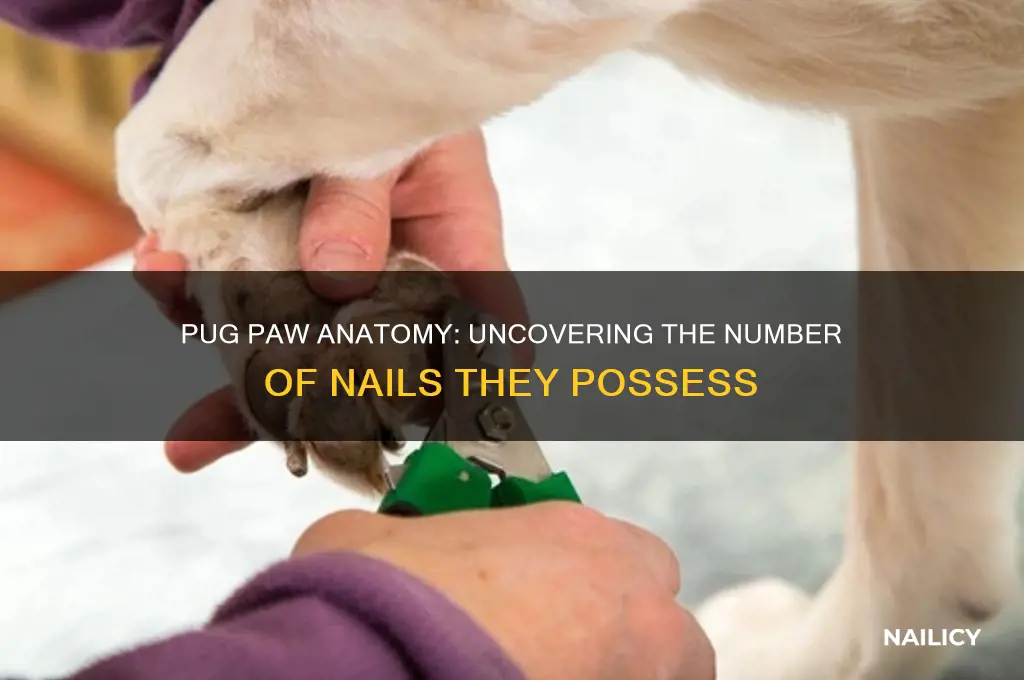 Pug Paw Anatomy: Uncovering The Number Of Nails They Possess | Nailicy