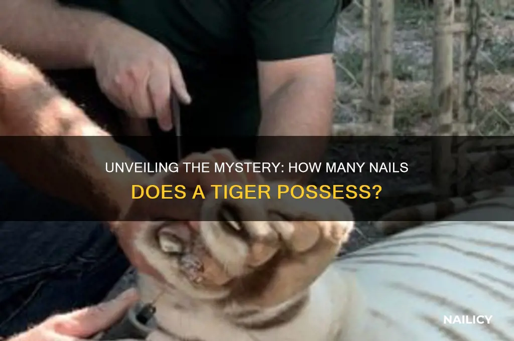 Unveiling The Mystery: How Many Nails Does A Tiger Possess? | Nailicy