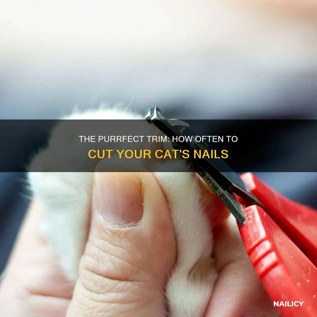 The Purrfect Trim: How Often To Cut Your Cat's Nails | Nailicy