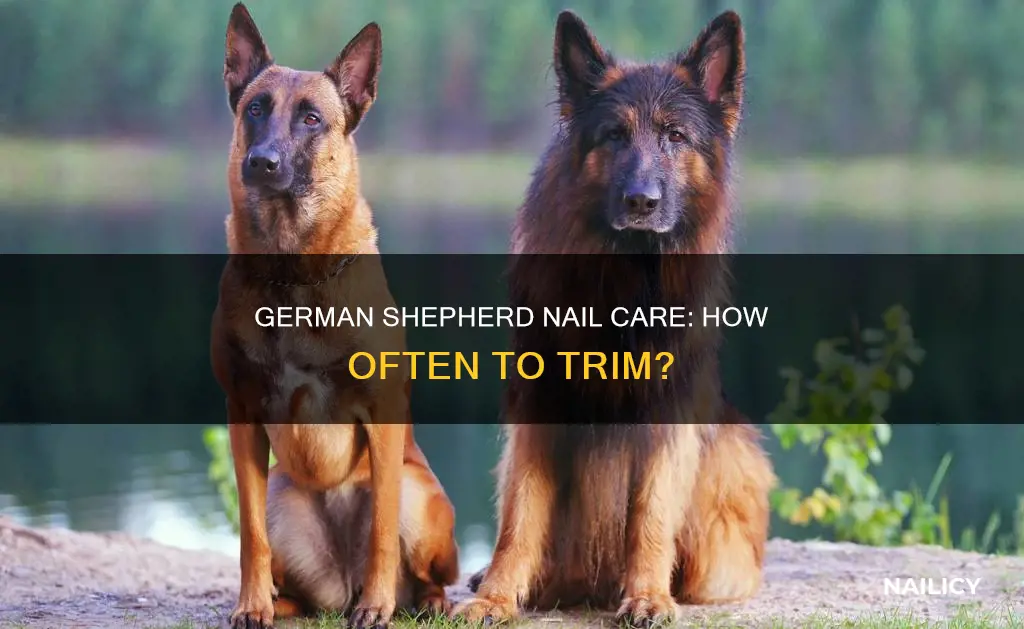 German Shepherd Nail Care: How Often To Trim? | Nailicy