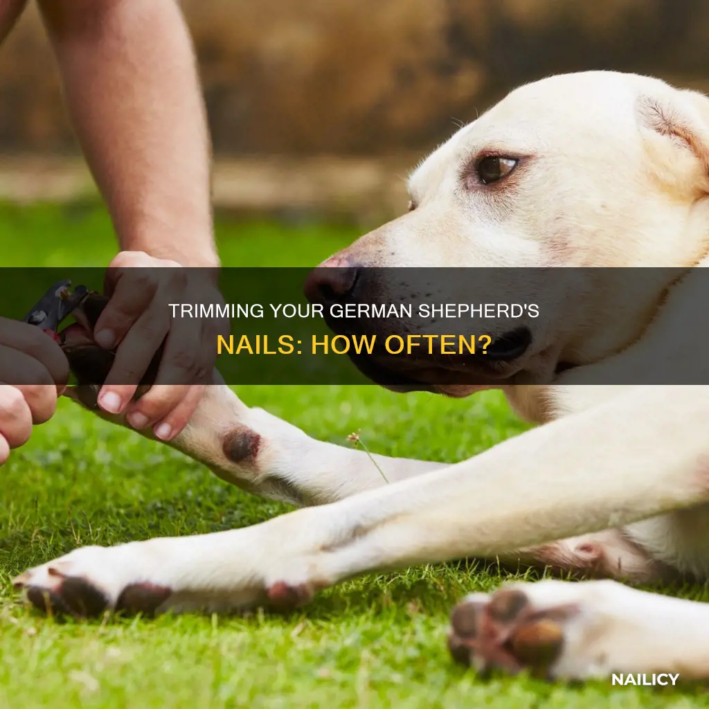 Trimming Your German Shepherd's Nails: How Often? | Nailicy