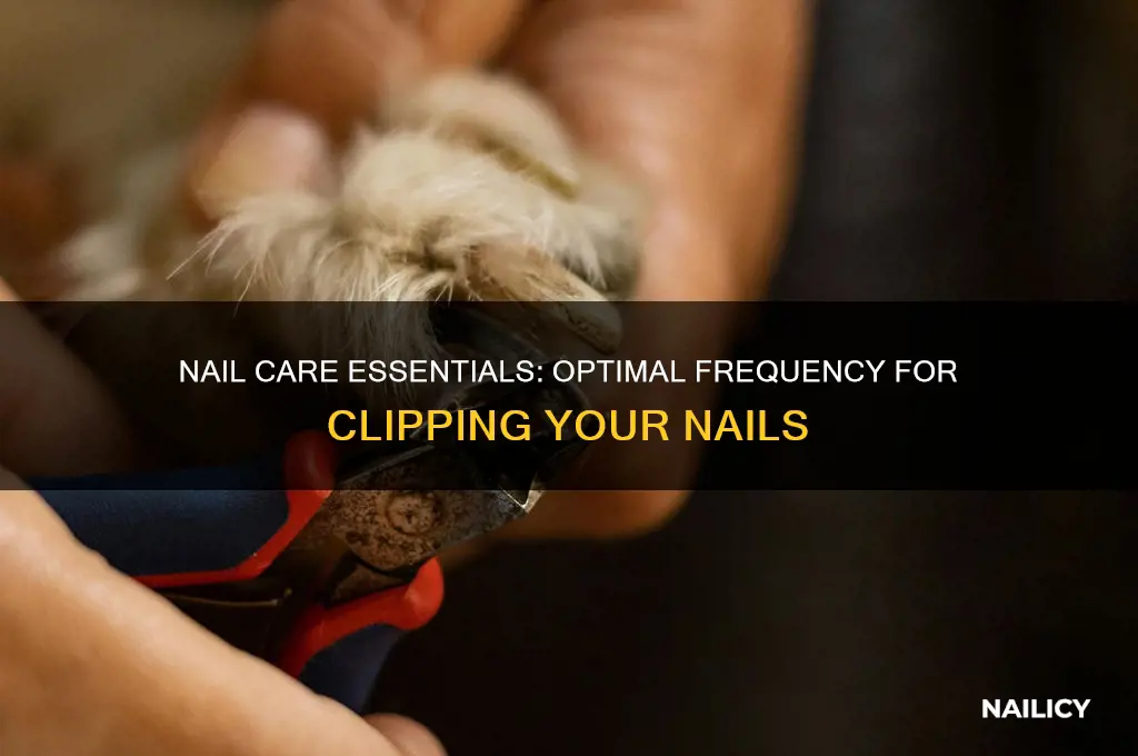 Nail Care Essentials: Optimal Frequency For Clipping Your Nails | Nailicy