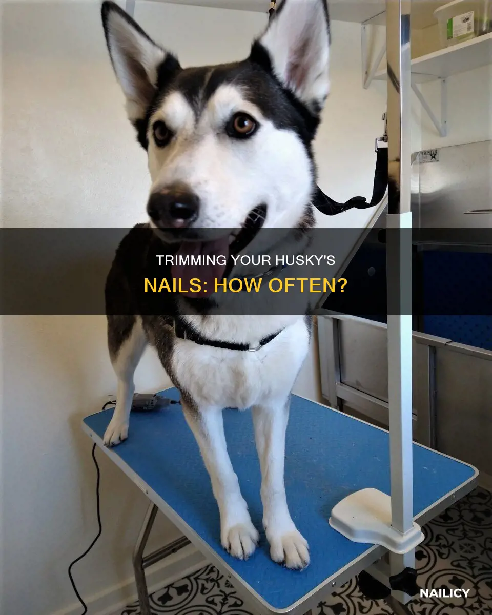 Trimming Your Husky's Nails: How Often? | Nailicy