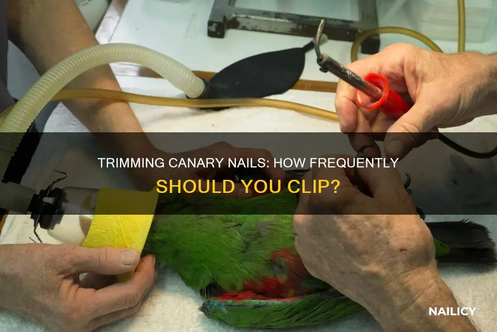 Trimming Canary Nails: How Frequently Should You Clip? | Nailicy