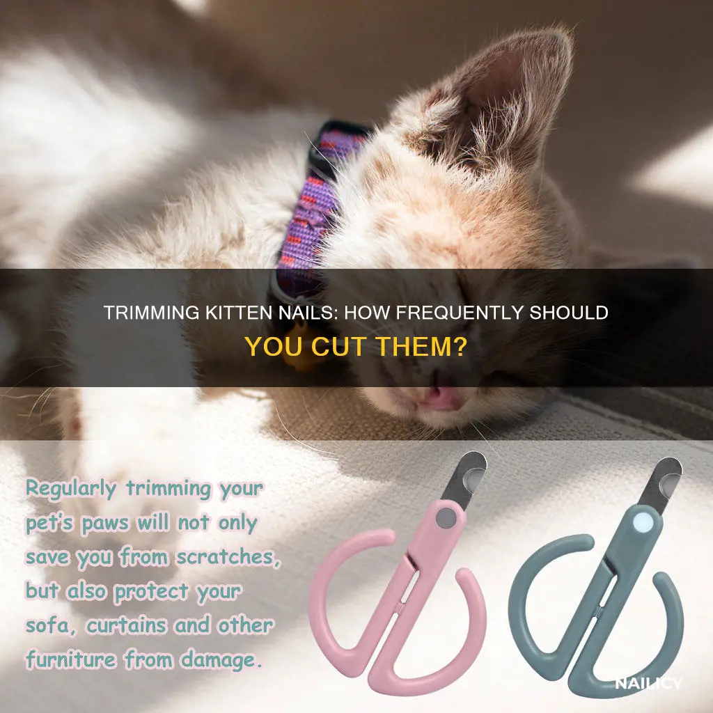 Trimming Kitten Nails: How Frequently Should You Cut Them? | Nailicy