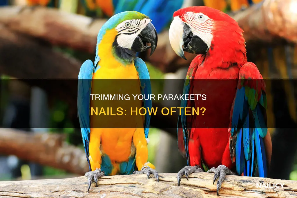 Trimming Your Parakeet's Nails: How Often? | Nailicy