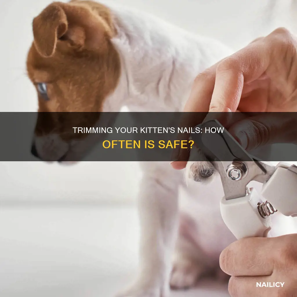 Trimming Your Kitten's Nails: How Often Is Safe? | Nailicy