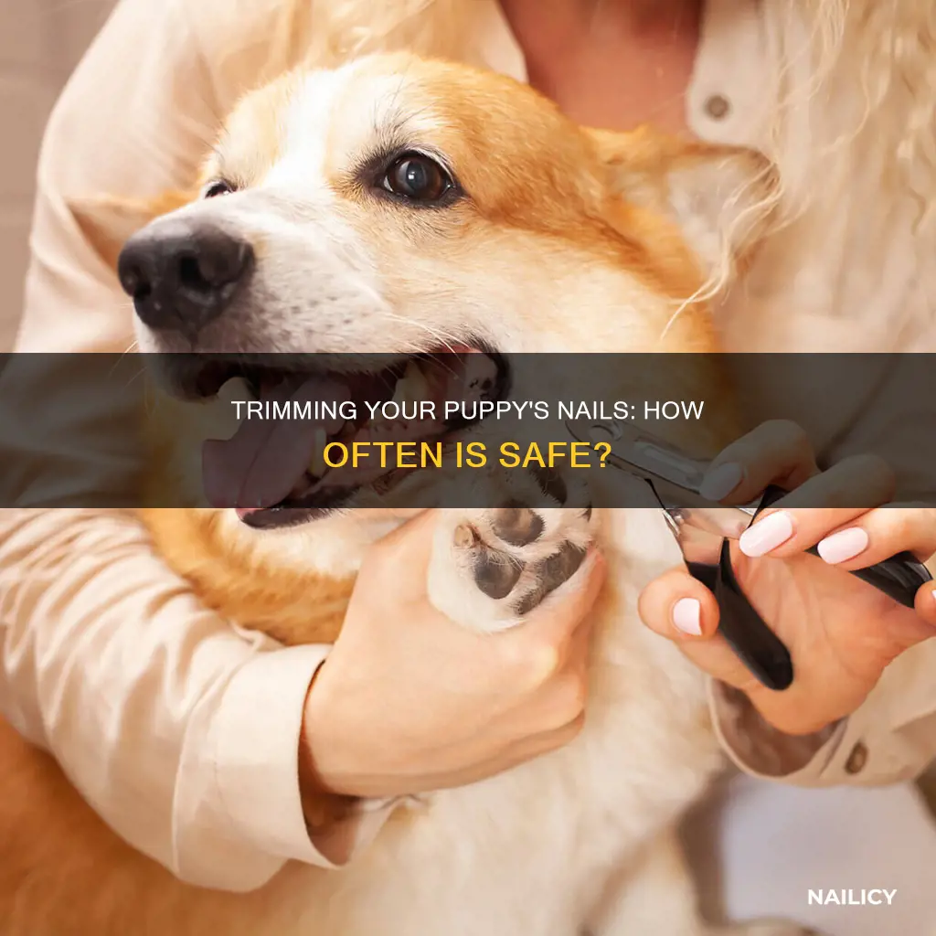 Trimming Your Puppy's Nails: How Often Is Safe? | Nailicy