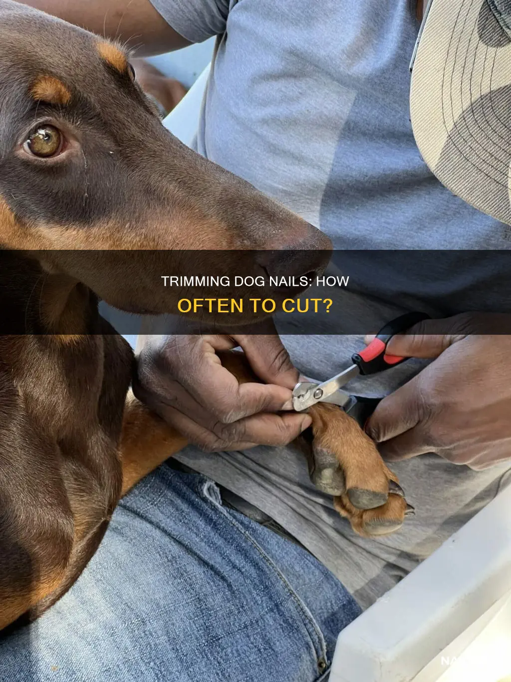 Trimming Dog Nails: How Often To Cut? | Nailicy