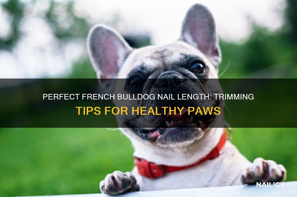 Perfect French Bulldog Nail Length: Trimming Tips For Healthy Paws ...