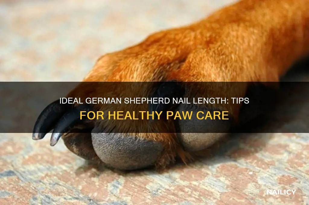 Ideal German Shepherd Nail Length: Tips For Healthy Paw Care | Nailicy