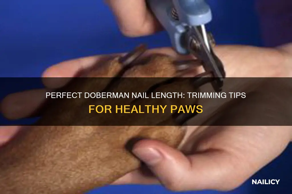Perfect Doberman Nail Length: Trimming Tips For Healthy Paws | Nailicy