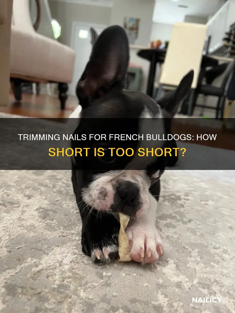Trimming Nails For French Bulldogs: How Short Is Too Short? | Nailicy