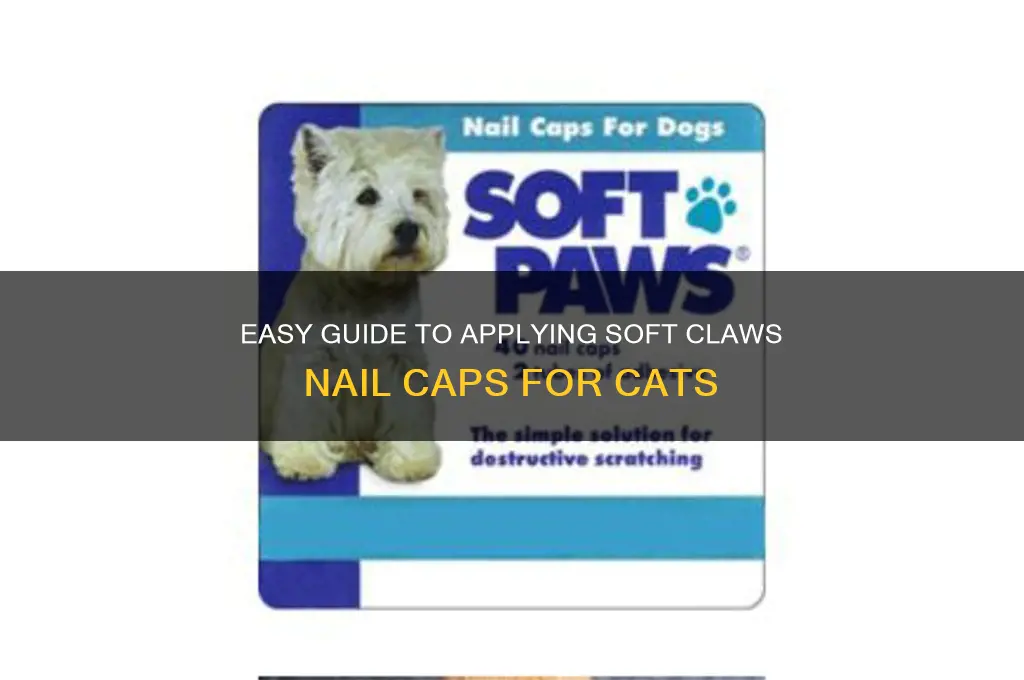 Easy Guide To Applying Soft Claws Nail Caps For Cats | Nailicy