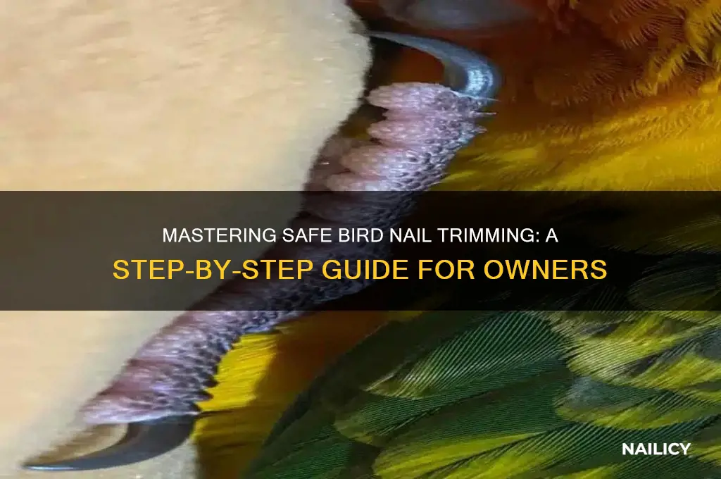 Mastering Safe Bird Nail Trimming: A Step-By-Step Guide For Owners ...