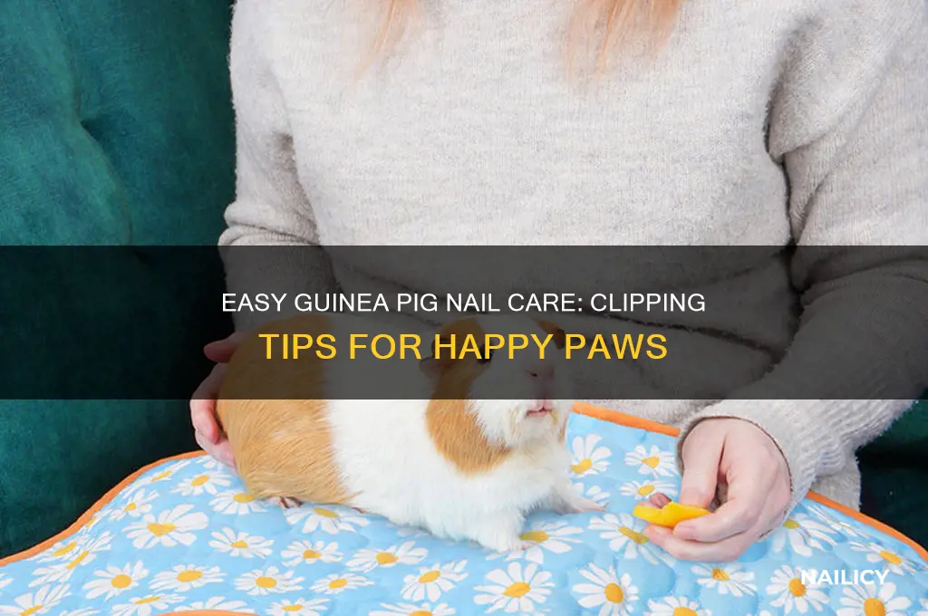 Easy Guinea Pig Nail Care: Clipping Tips For Happy Paws | Nailicy