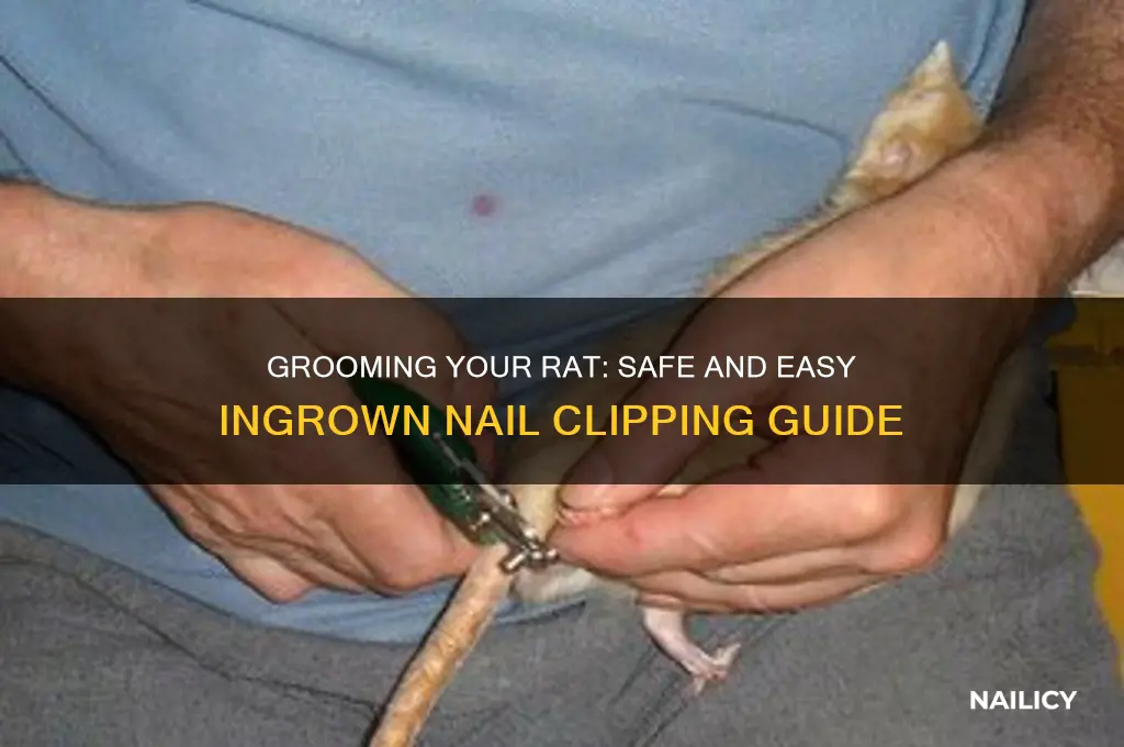 Grooming Your Rat: Safe And Easy Ingrown Nail Clipping Guide | Nailicy