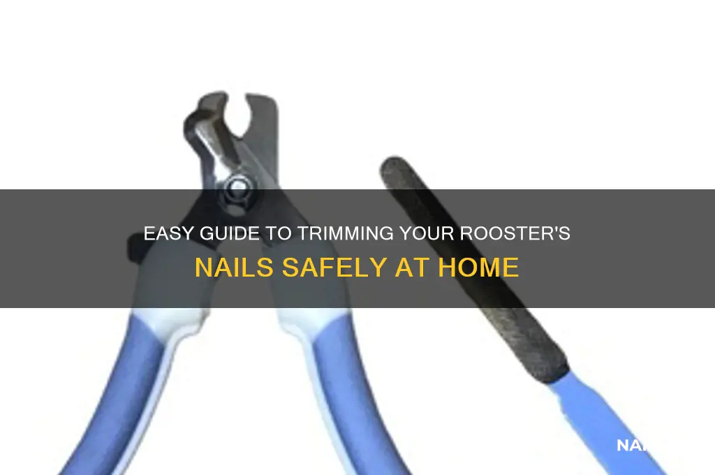 Easy Guide To Trimming Your Rooster's Nails Safely At Home | Nailicy