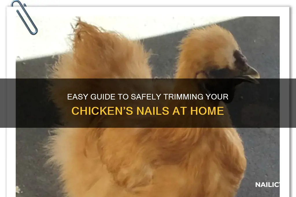 Easy Guide To Safely Trimming Your Chicken’S Nails At Home | Nailicy