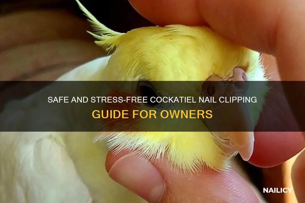 Safe And Stress-Free Cockatiel Nail Clipping Guide For Owners | Nailicy